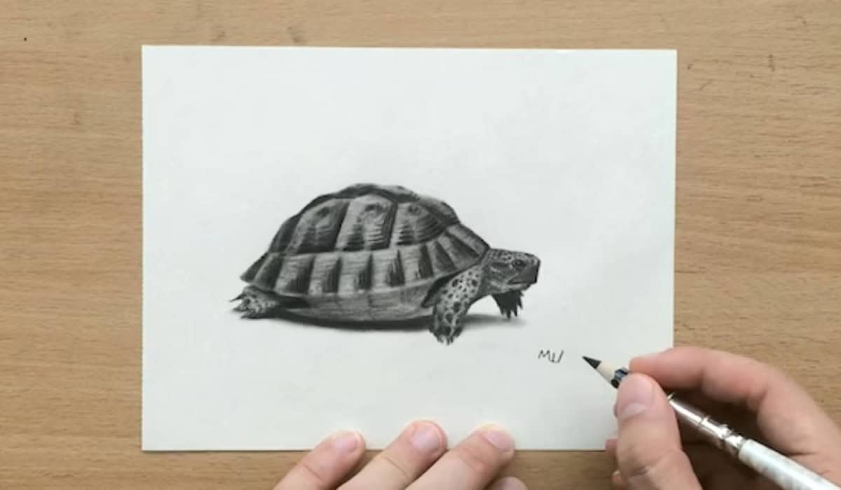 Eenvoudig een Schildpad Tekenen: Stap-voor-Stap Gids