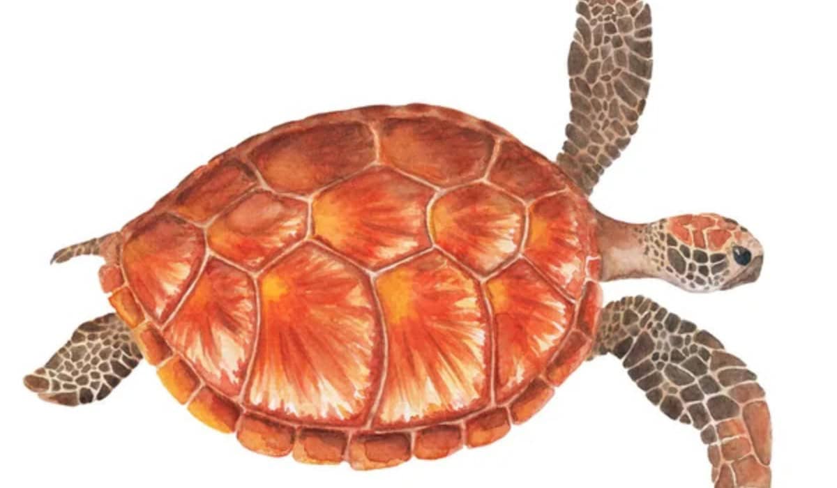 Eenvoudig een Schildpad Tekenen: Stap-voor-Stap Gids