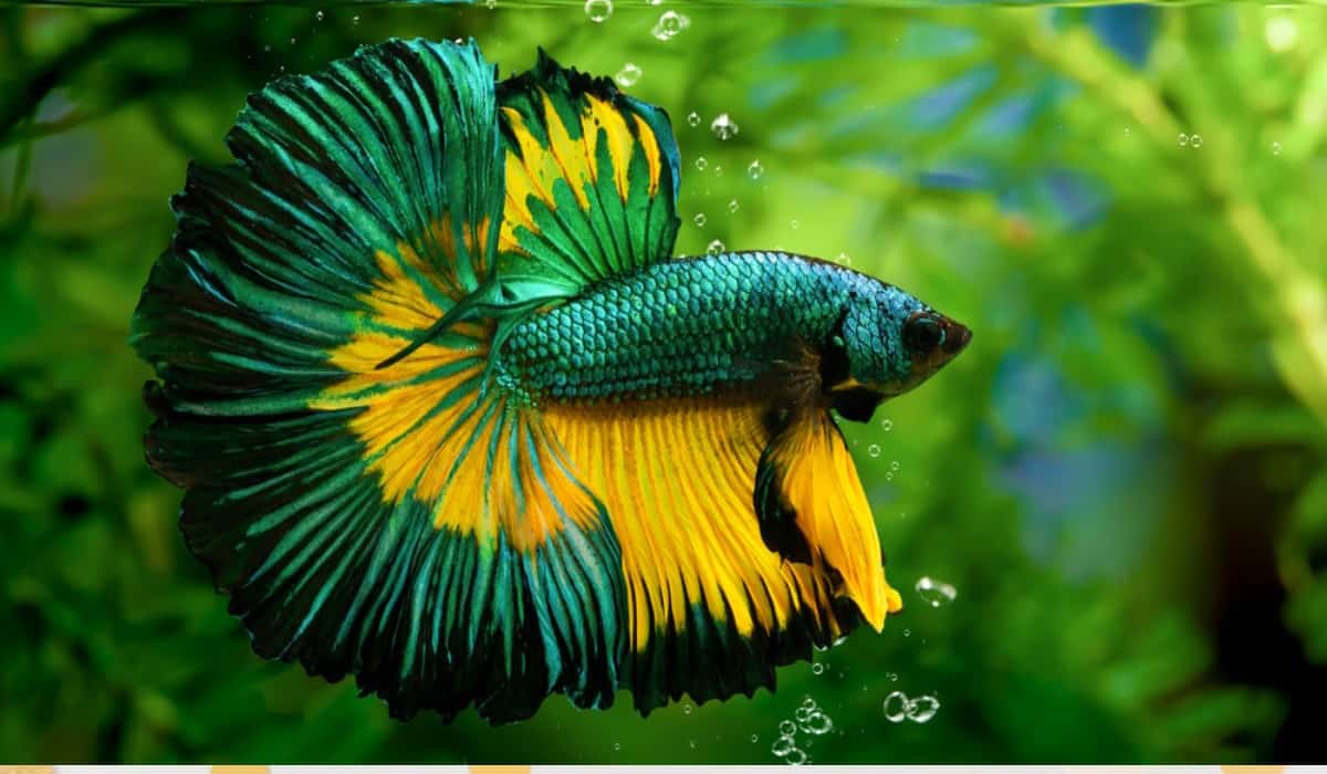 Aquarium Vissen: De Beste Zoetwater Vissen voor je Aquarium