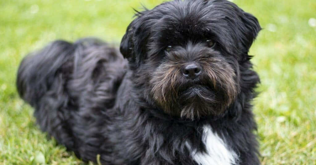 Boomer Pups en Honden Herplaatsing: Wat Je Moet Weten